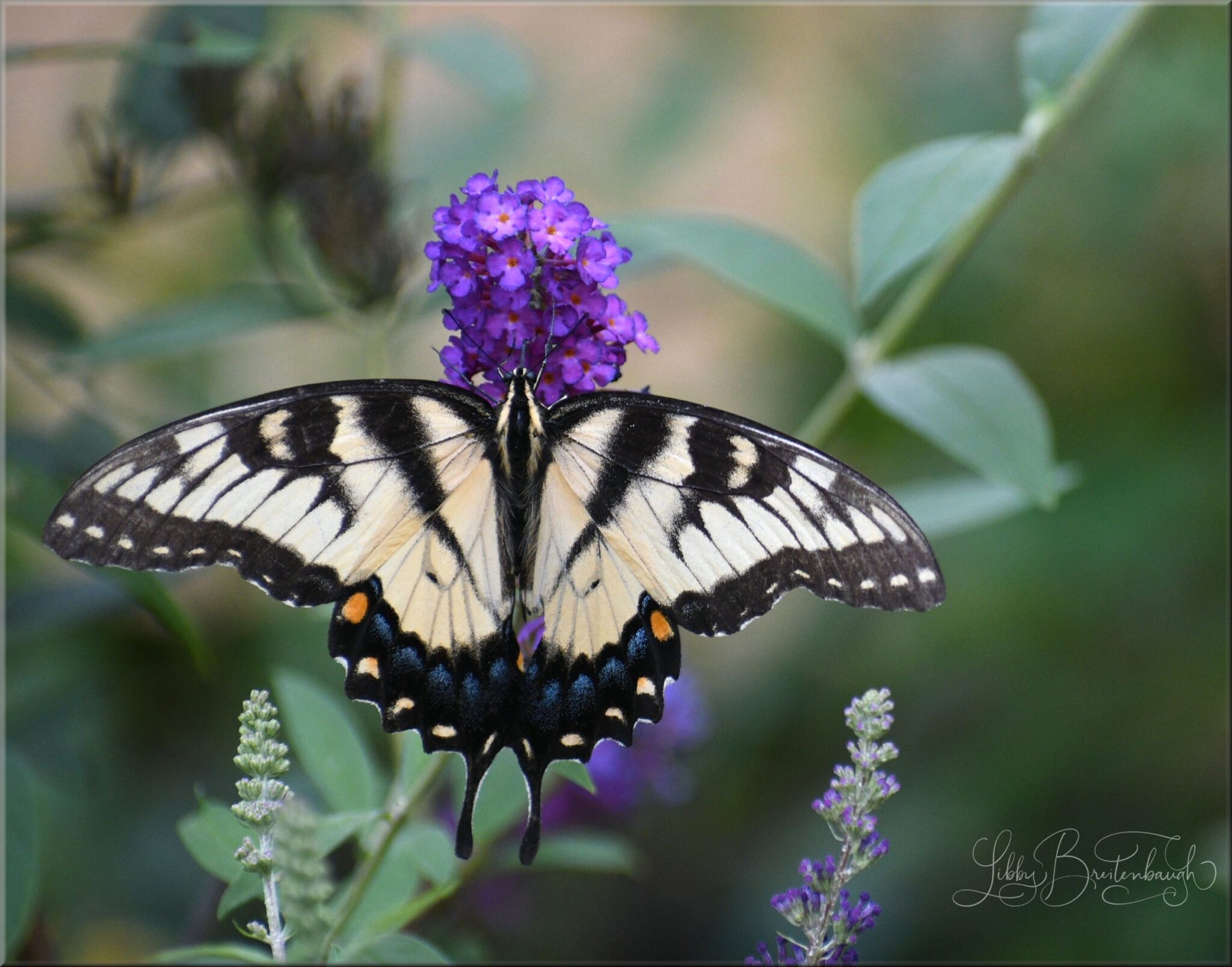 Libby’s Backyard Wildlife Habitat – Wildlife Habitat, Butterfly Garden ...